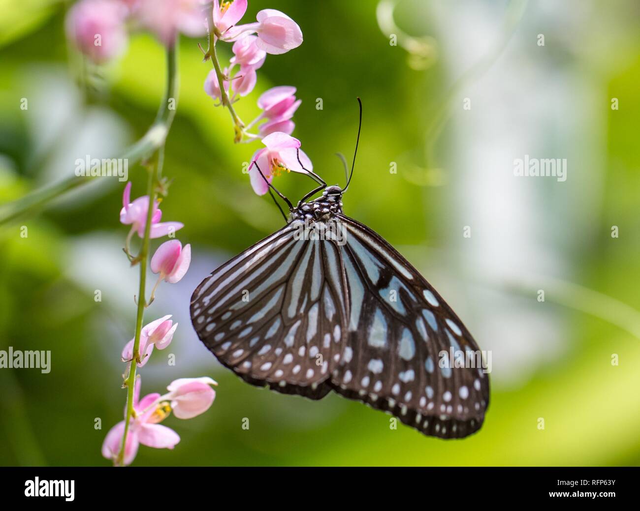 Beautiful butterfly in a butterfly park Stock Photo - Alamy