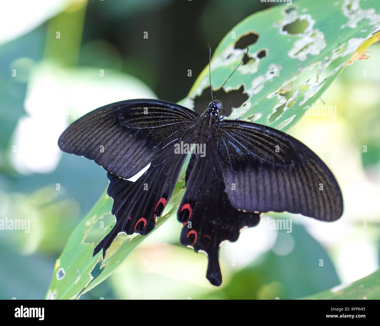 Beautiful butterfly in a butterfly park Stock Photo - Alamy