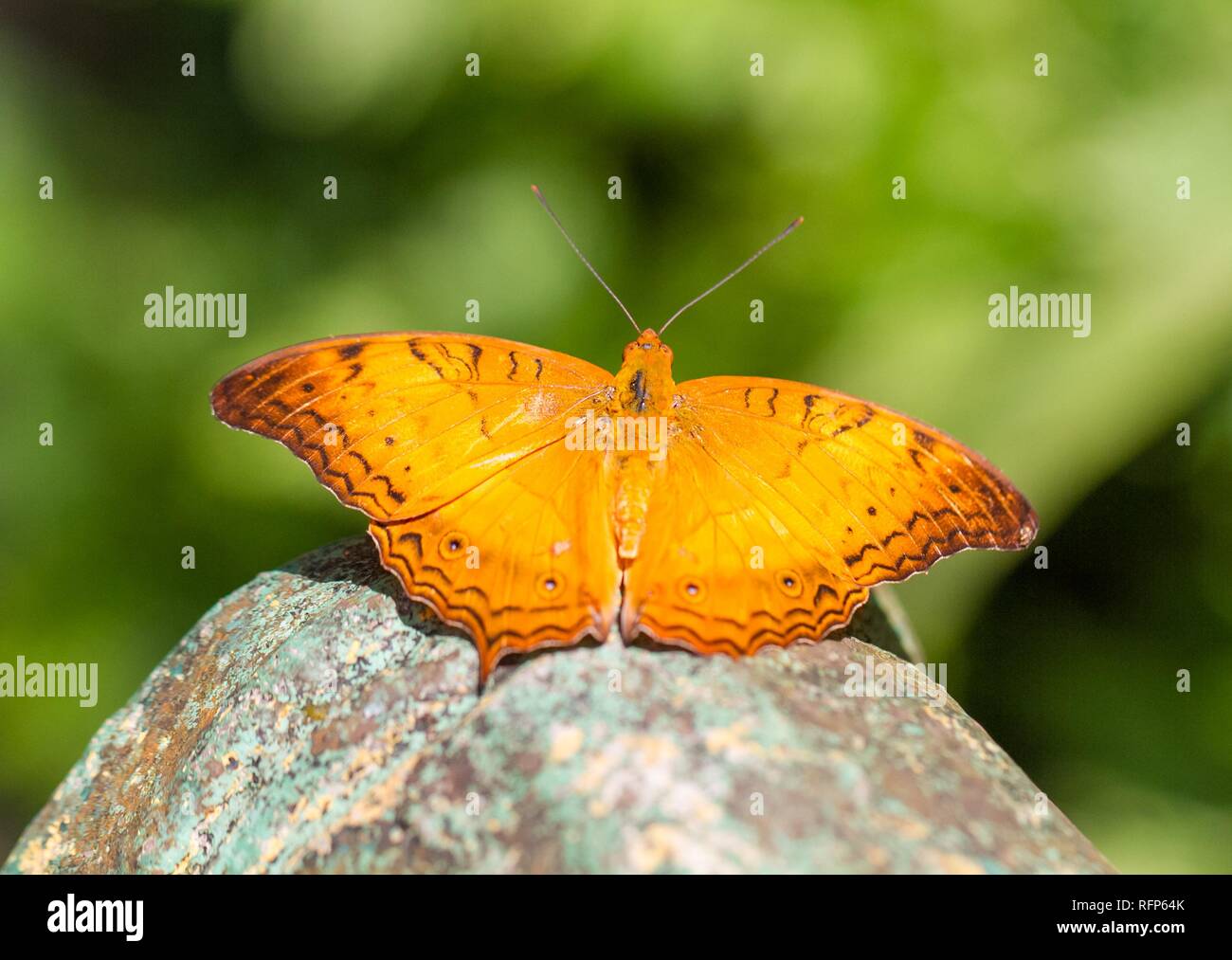 Beautiful butterfly in a butterfly park Stock Photo - Alamy