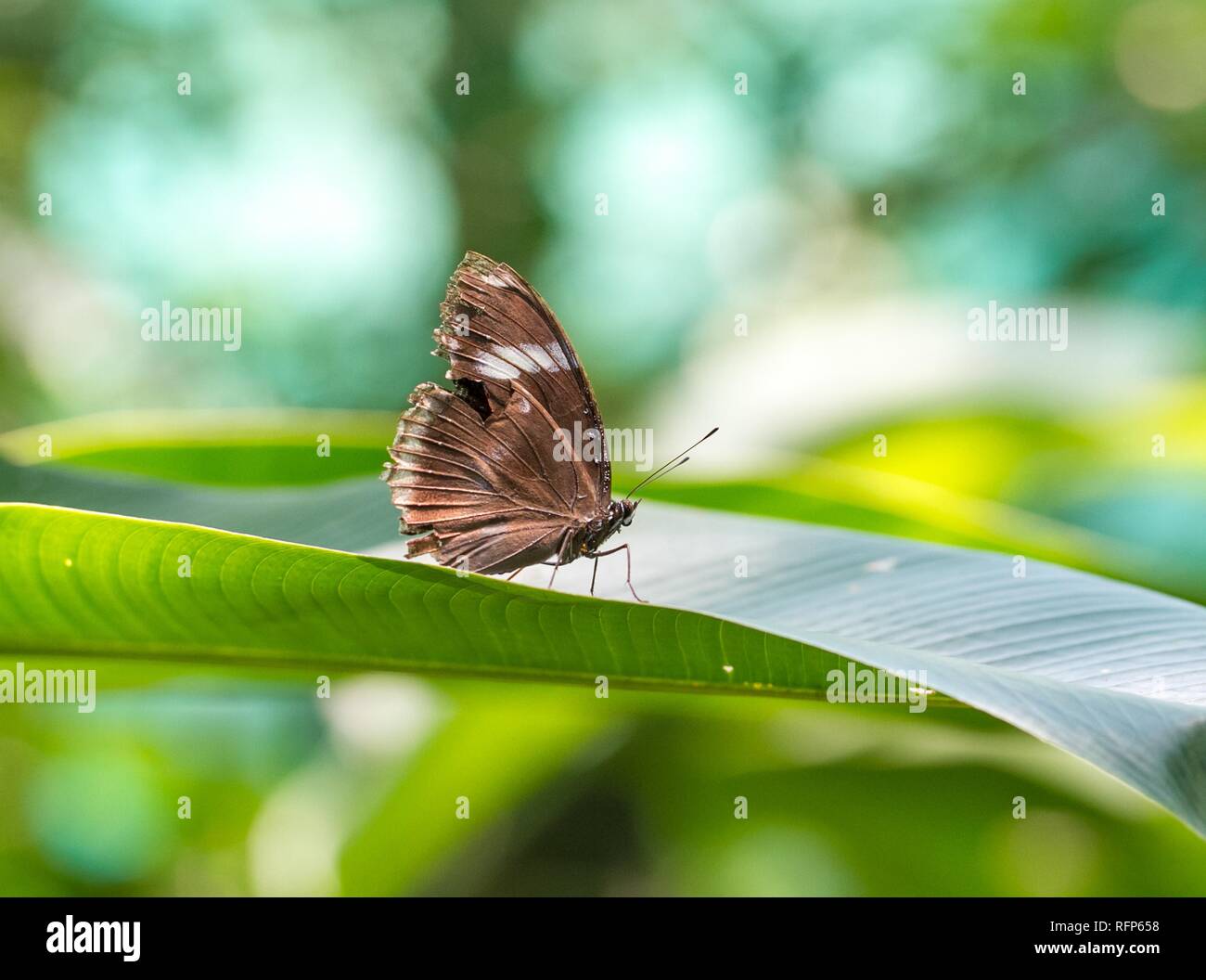 Beautiful butterfly in a butterfly park Stock Photo - Alamy