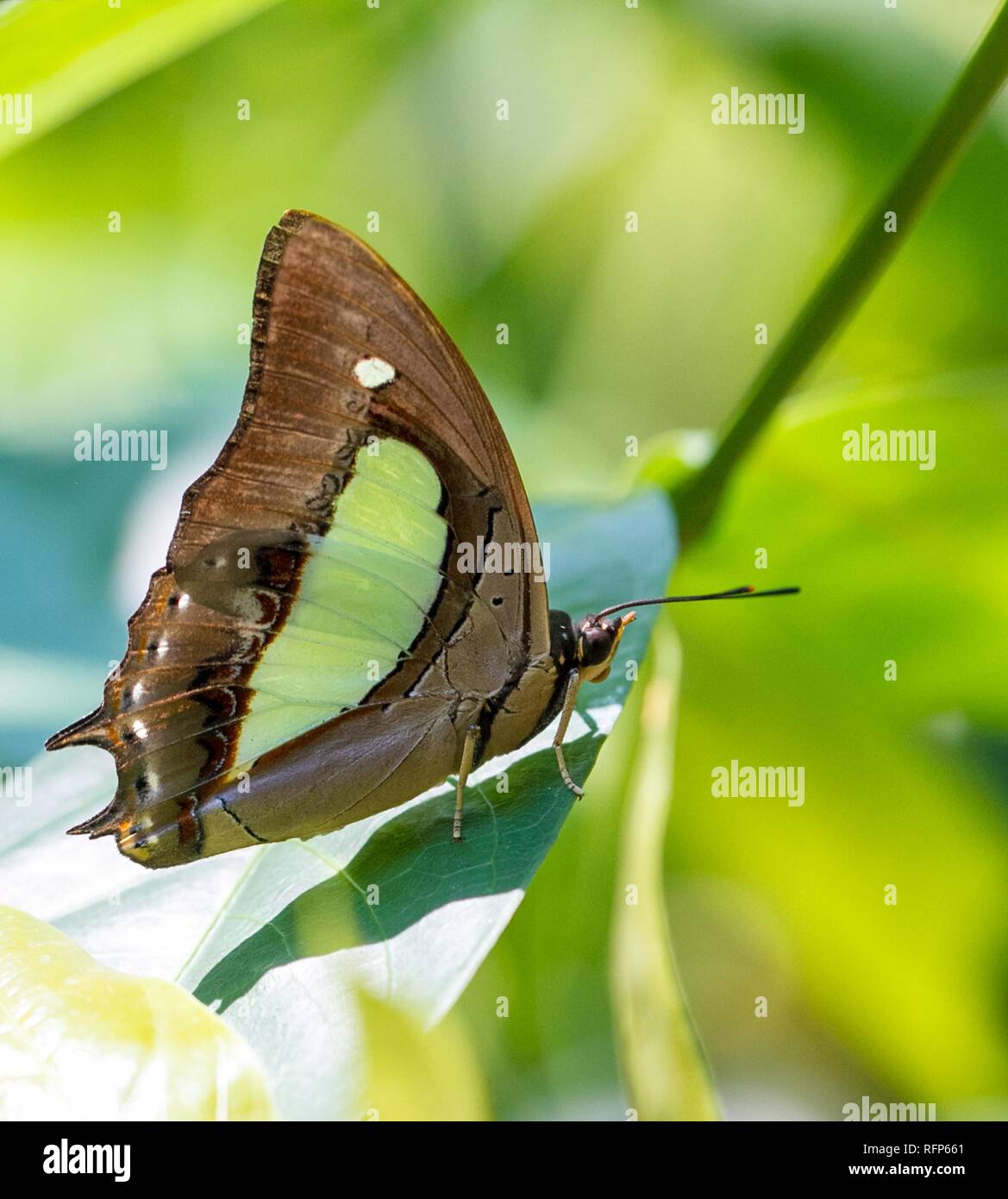 Beautiful butterfly in a butterfly park Stock Photo - Alamy