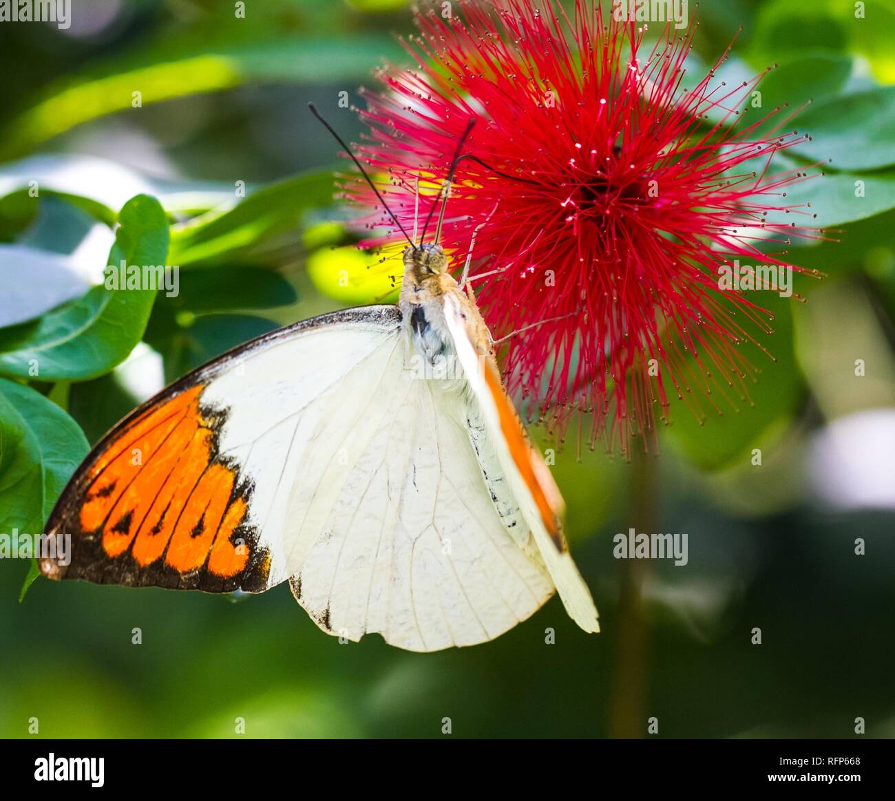 Beautiful butterfly in a butterfly park Stock Photo - Alamy