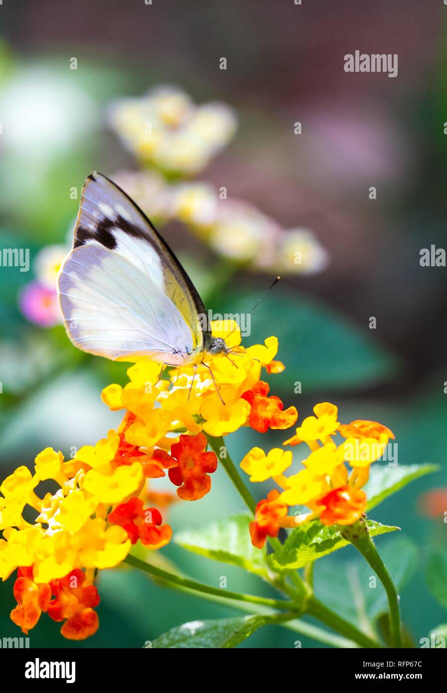 Beautiful butterfly in a butterfly park Stock Photo - Alamy
