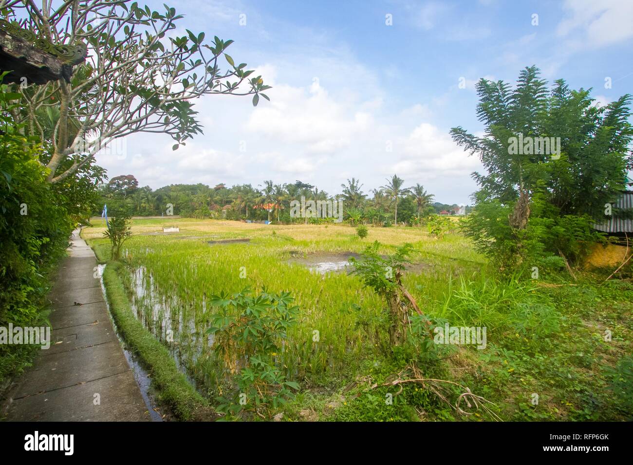 Rice field landscape at Ubud, Bali Stock Photo - Alamy