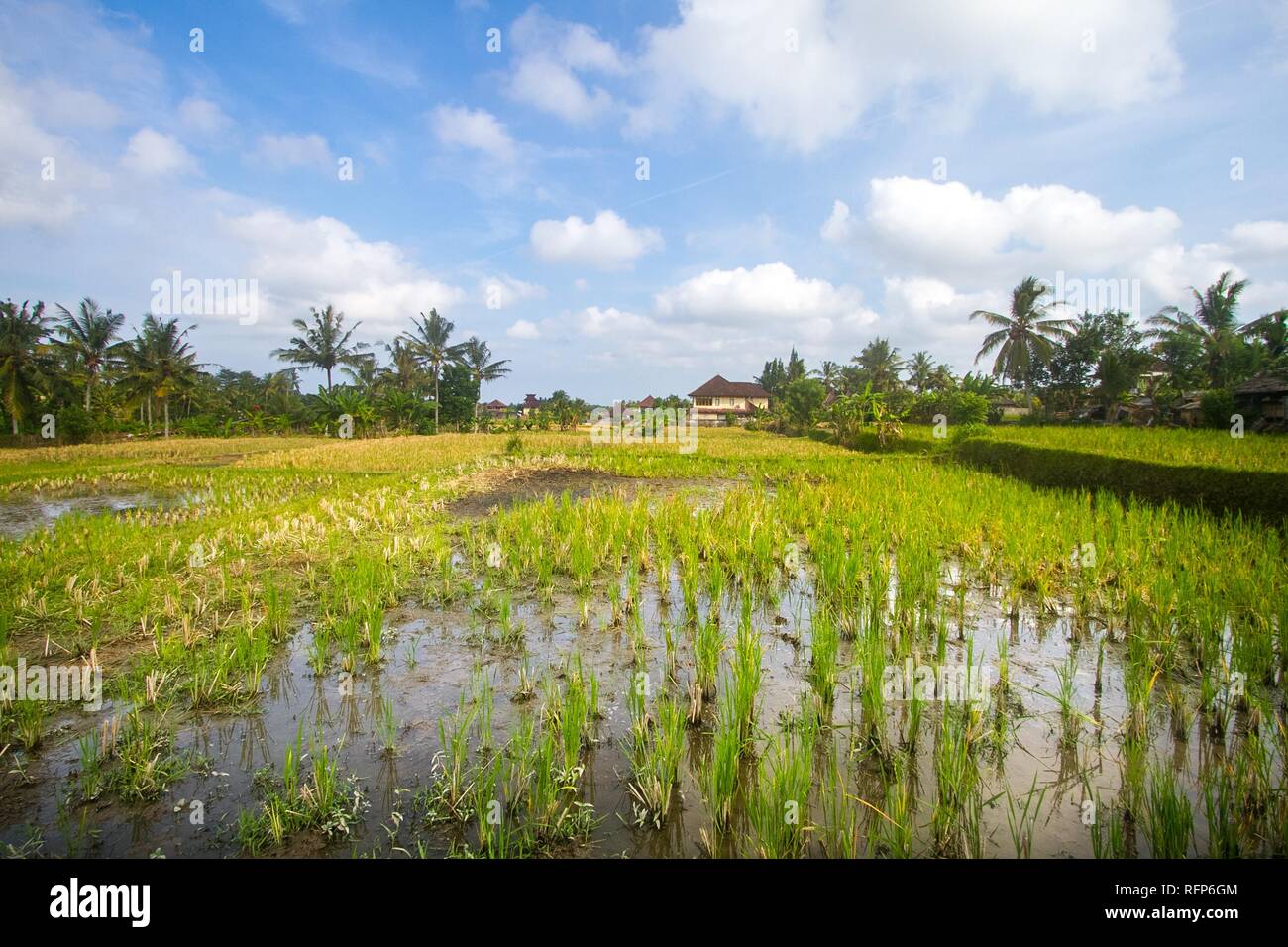 Rice field landscape at Ubud, Bali Stock Photo - Alamy