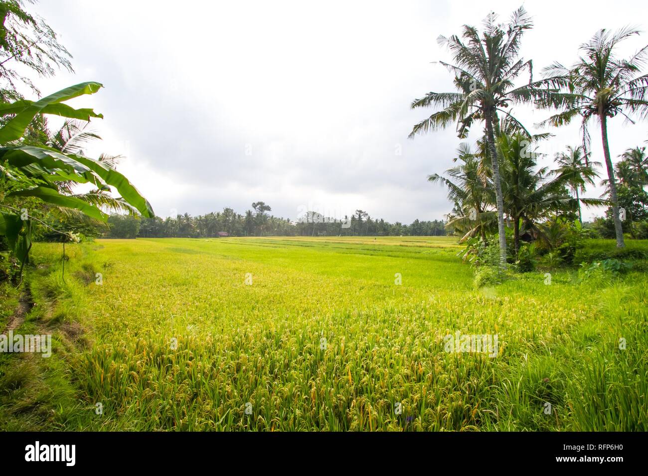 Rice field landscape at Ubud, Bali Stock Photo - Alamy