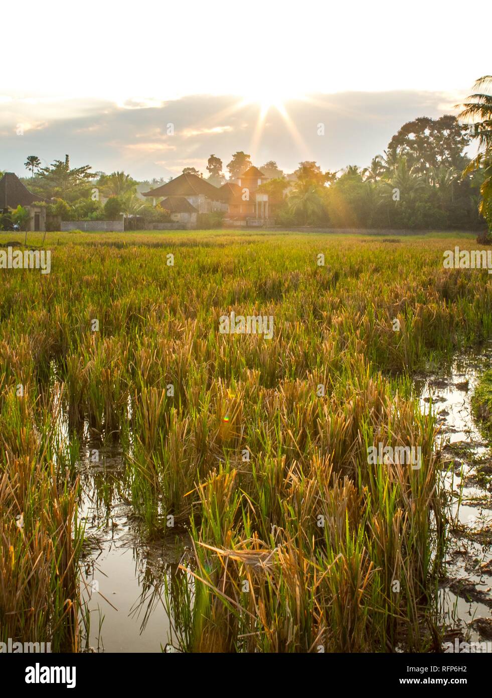 Rice field at Ubud during sunrise Stock Photo - Alamy