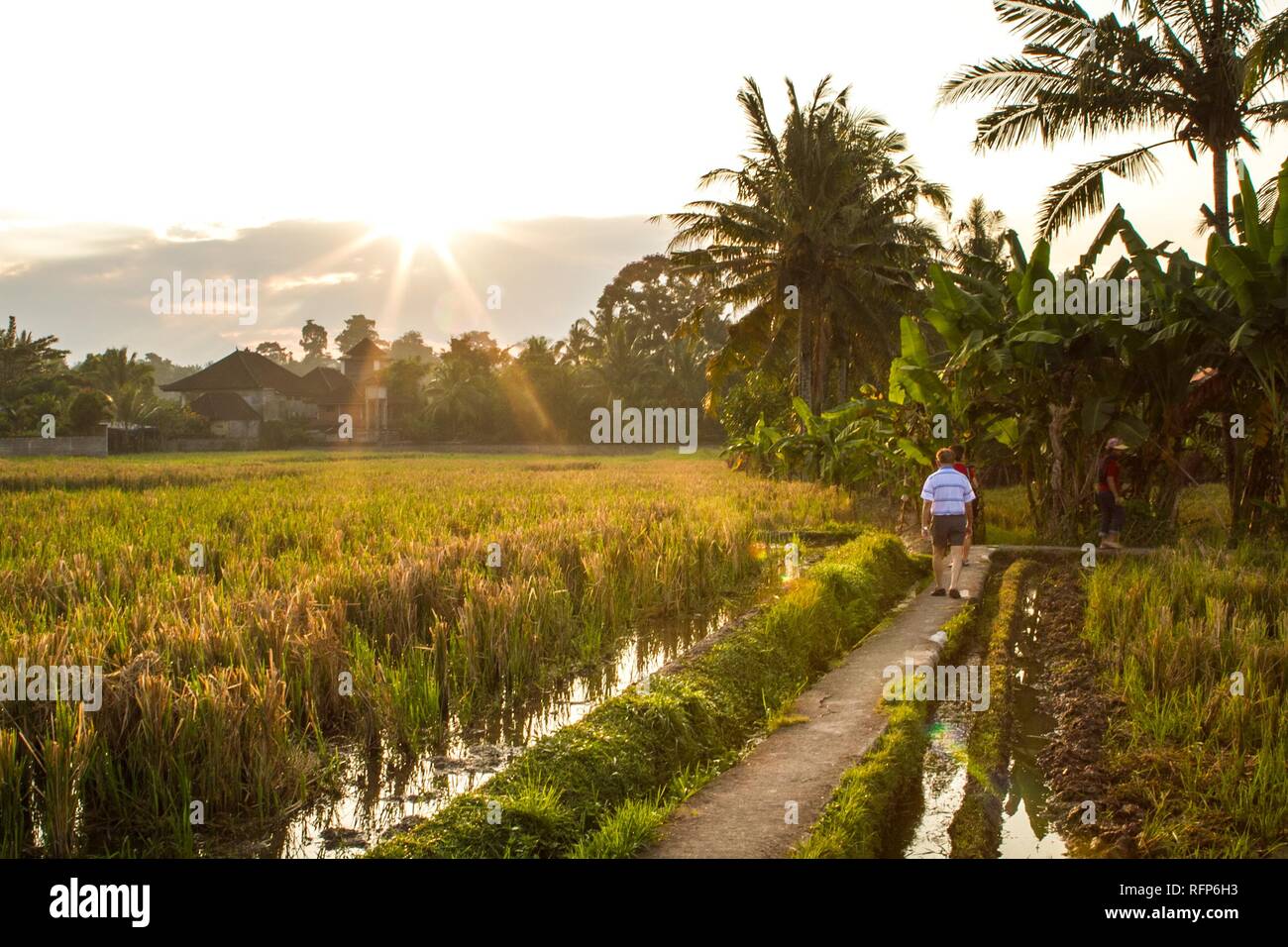 Rice field at Ubud during sunrise Stock Photo - Alamy