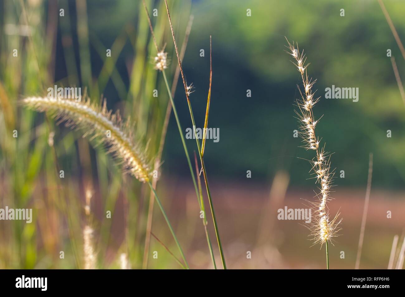 Setaria, a common wild plant Stock Photo - Alamy