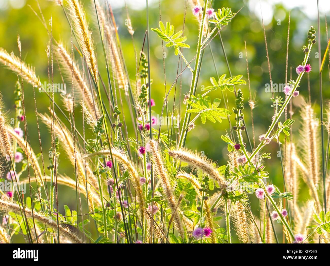 Setaria, a common wild plant Stock Photo - Alamy