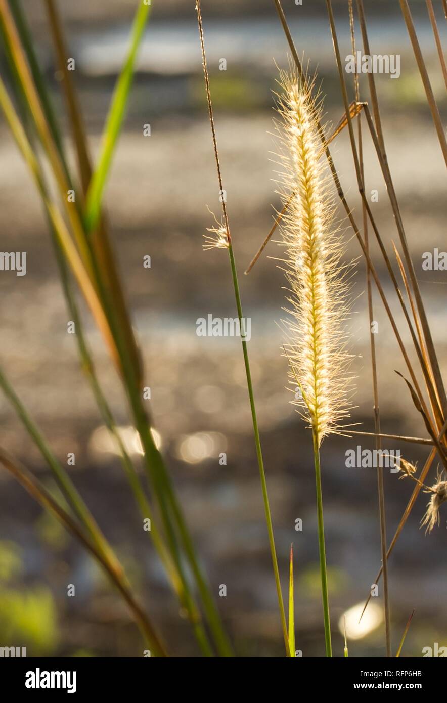 Setaria, a common wild plant Stock Photo - Alamy