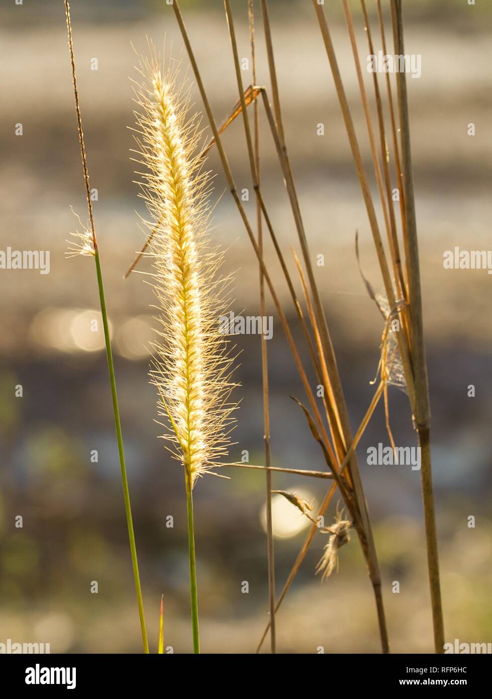 Setaria, a common wild plant Stock Photo - Alamy