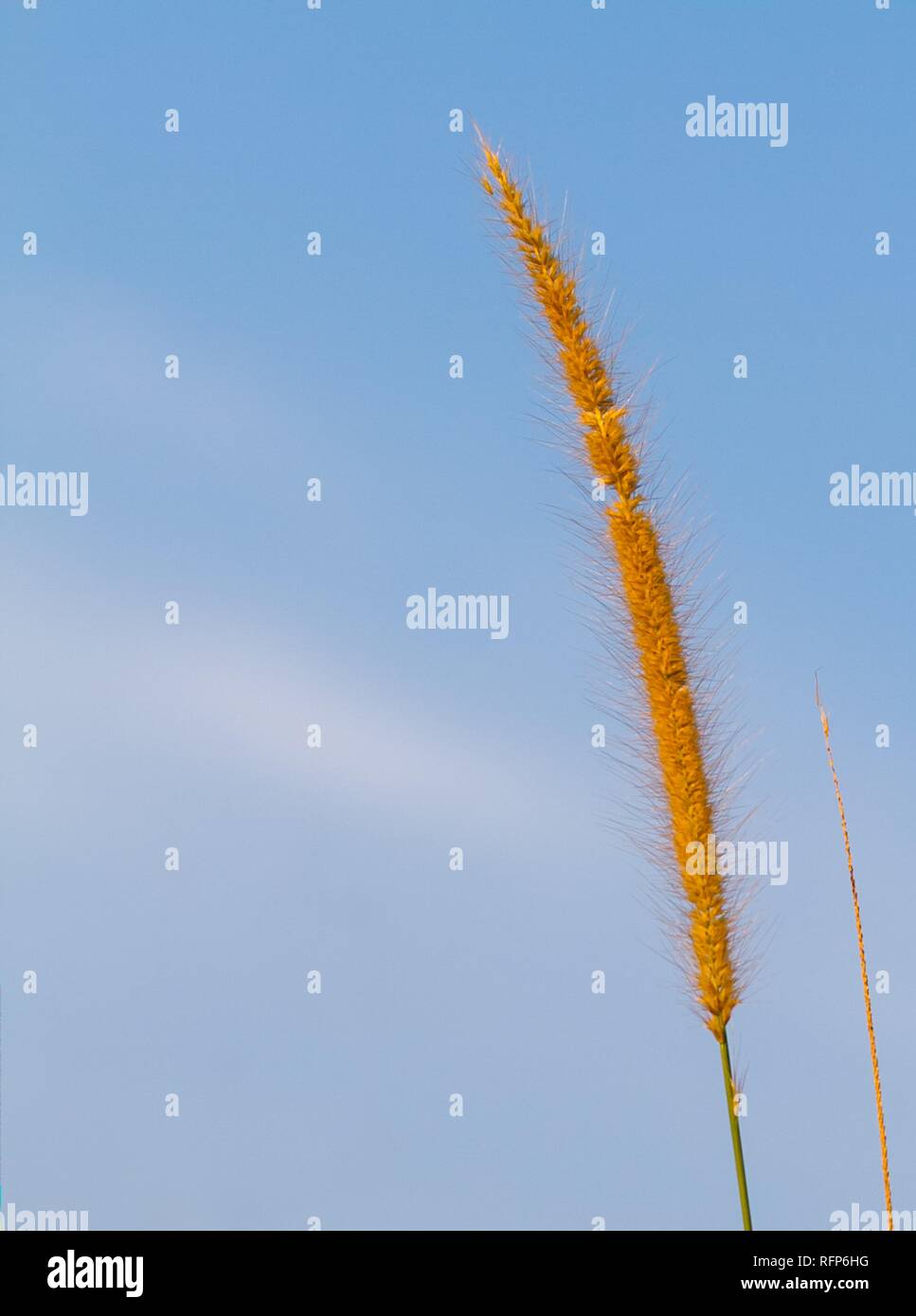 Setaria, a common wild plant Stock Photo - Alamy