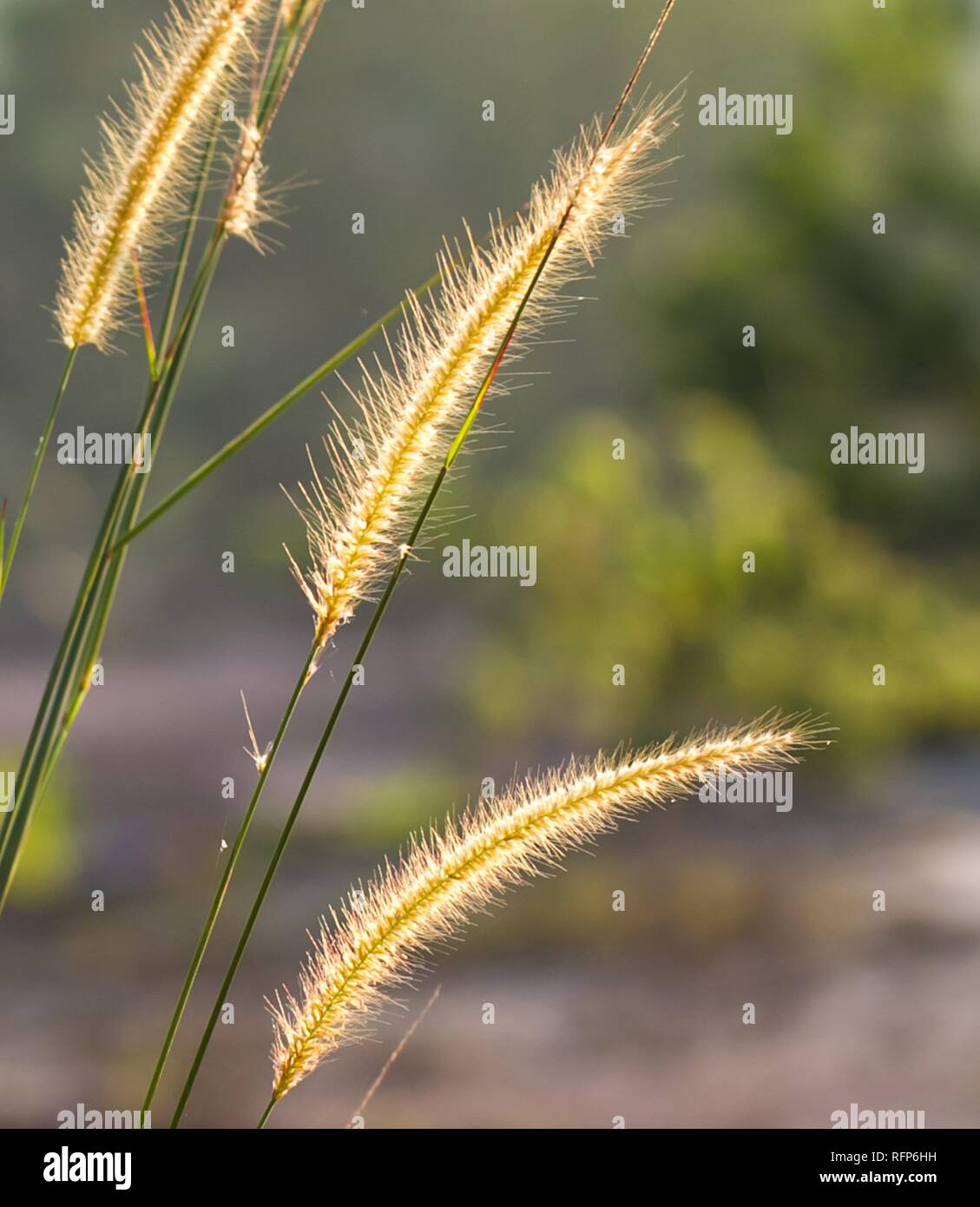Setaria, a common wild plant Stock Photo - Alamy