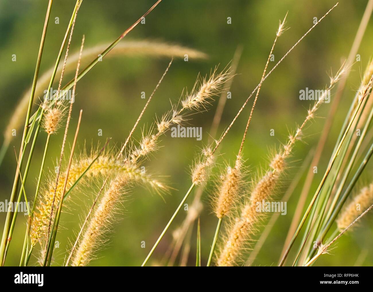 Setaria, a common wild plant Stock Photo - Alamy