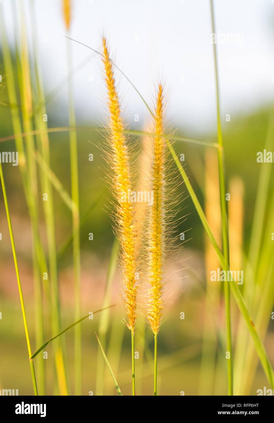 Setaria, a common wild plant Stock Photo - Alamy