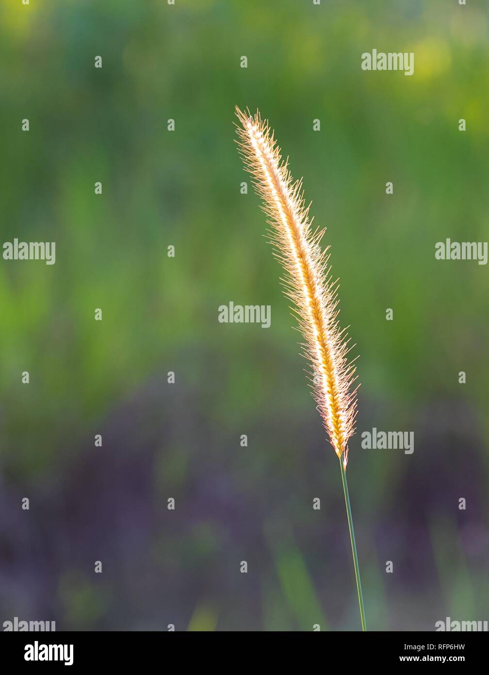Setaria, a common wild plant Stock Photo - Alamy