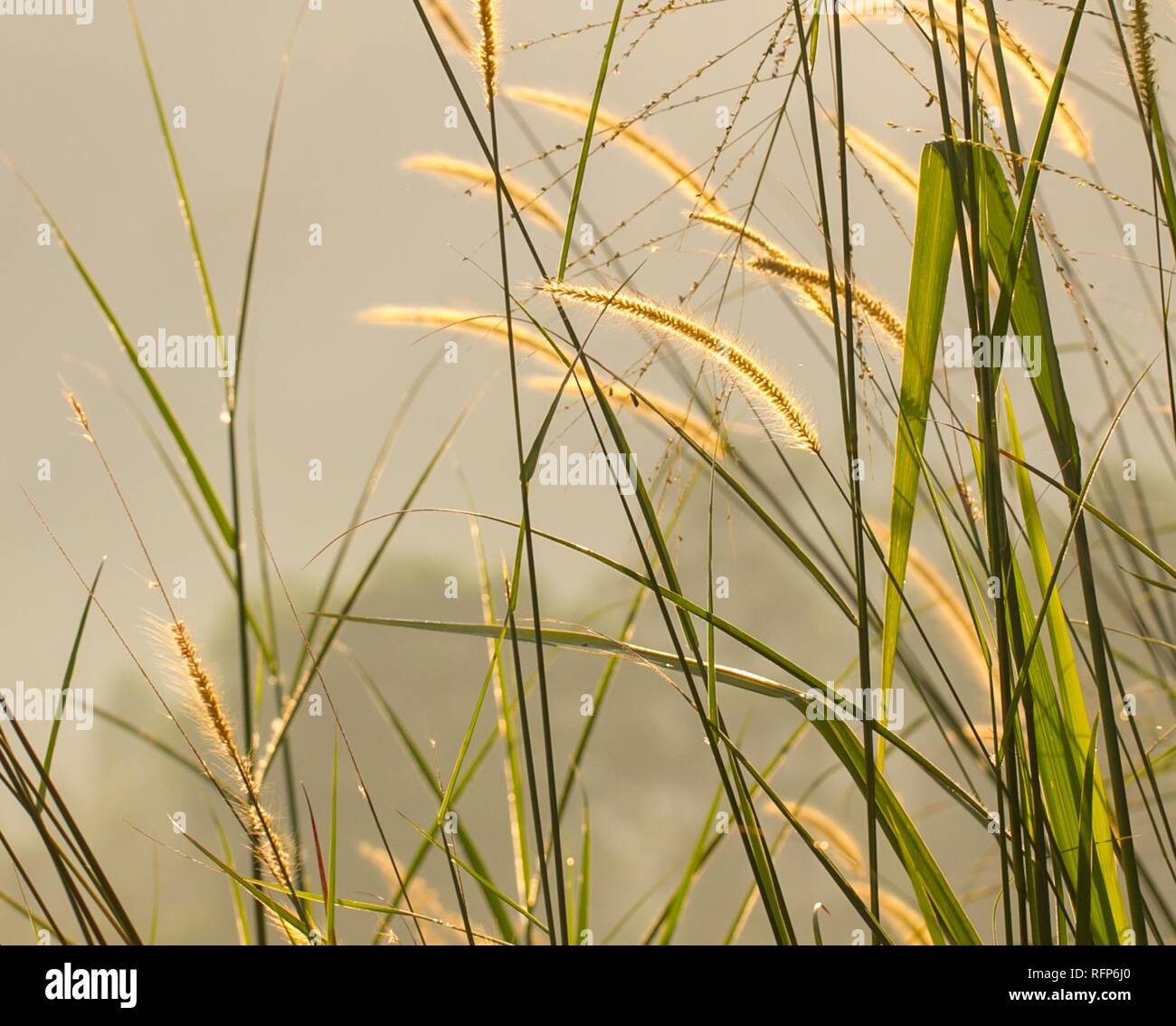Setaria, a common wild plant Stock Photo - Alamy