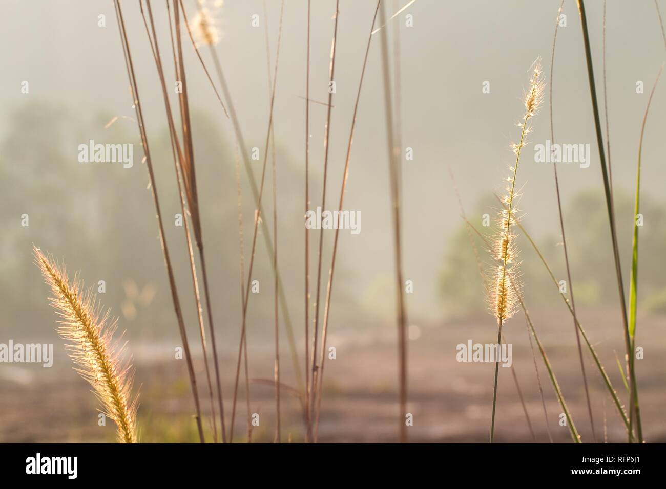 Setaria, a common wild plant Stock Photo - Alamy