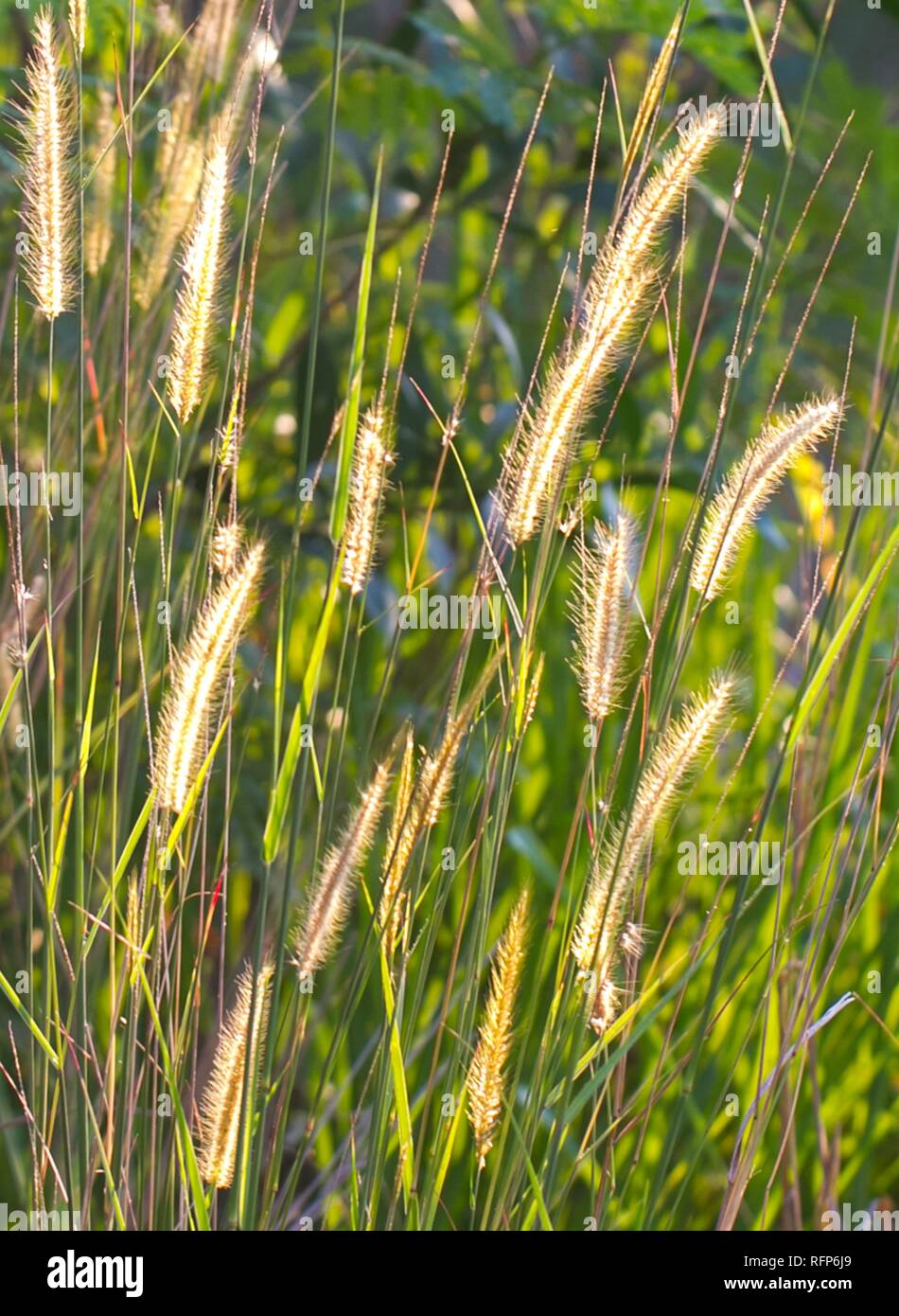 Setaria, a common wild plant Stock Photo - Alamy