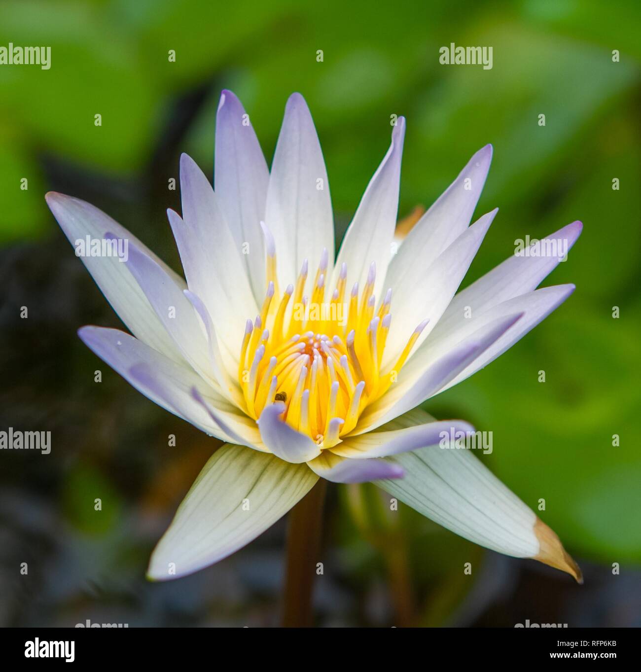 Purple color Water lily on a pond Stock Photo - Alamy