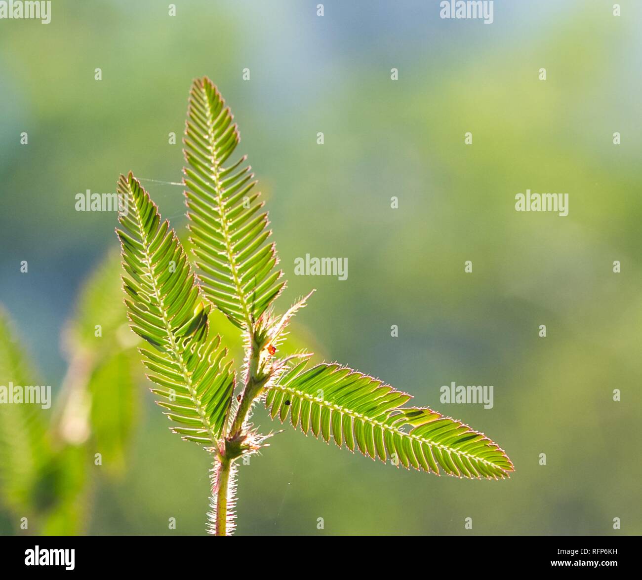 Wild plants surviving well outdoors Stock Photo - Alamy