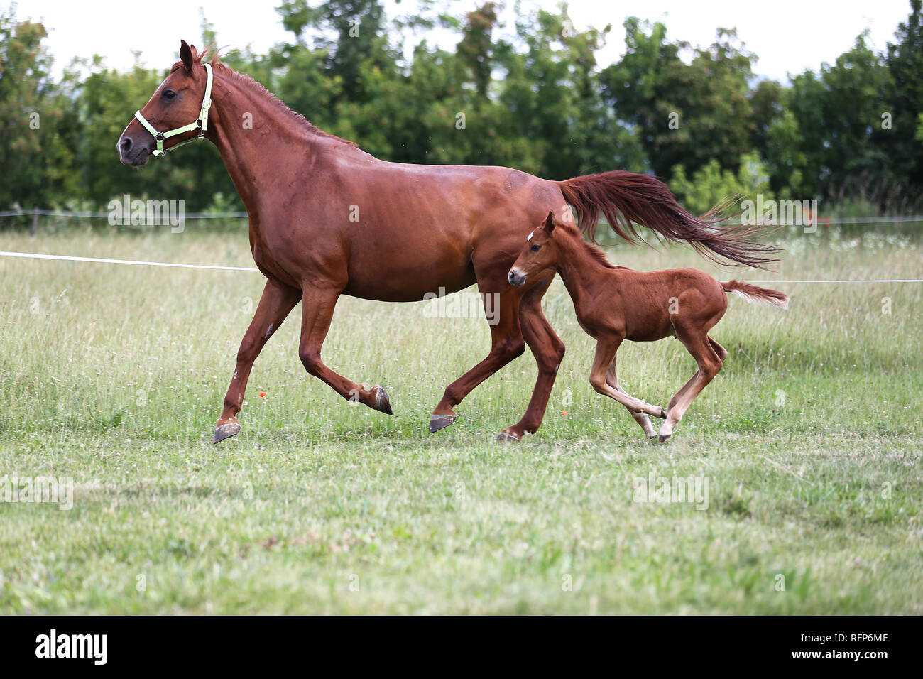 Beautiful mare and foal running together on summer meadow of flowers ...