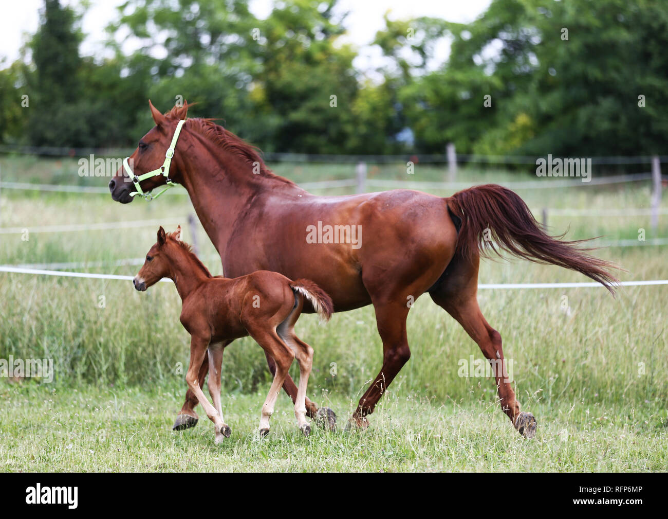 Beautiful mare and foal running together on summer meadow of flowers ...