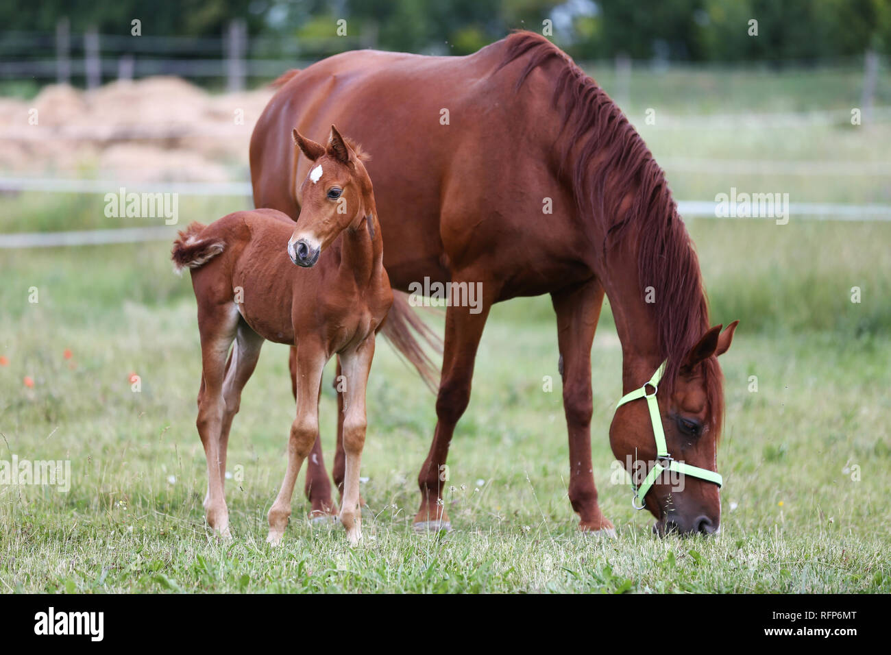 Beautiful mare and foal running together on summer meadow of flowers ...