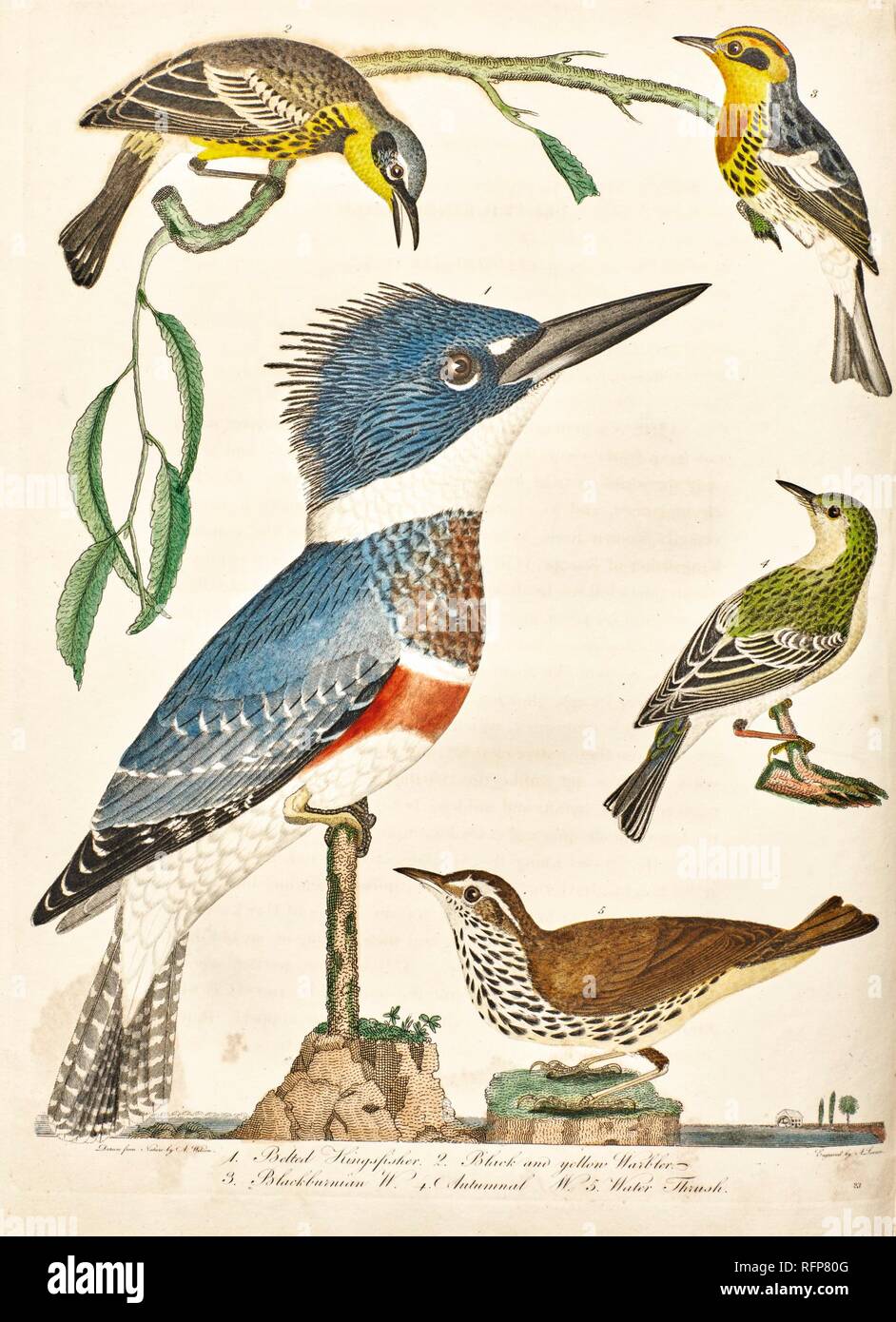 Alexander Wilson American Ornithology High Resolution Stock Photography ...