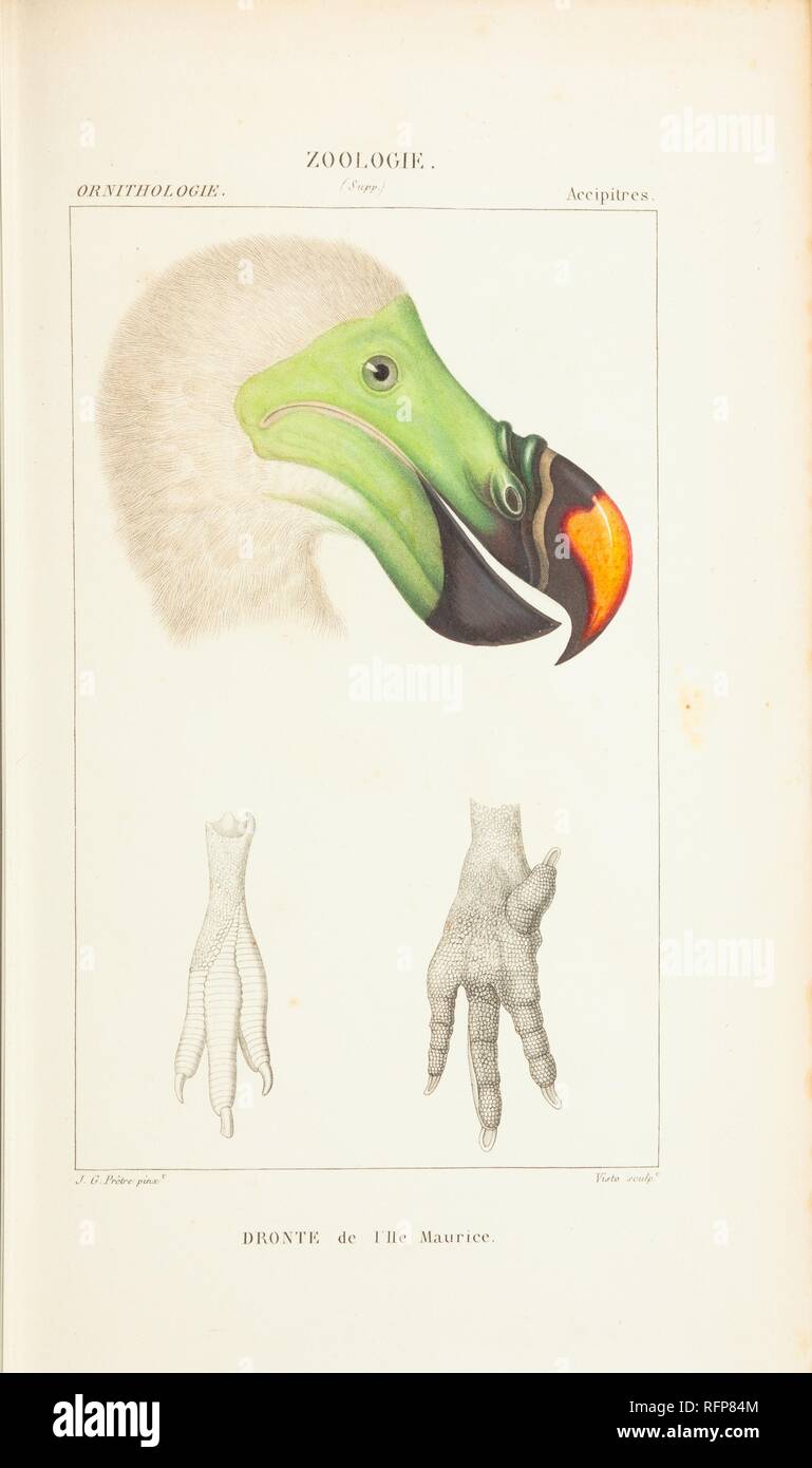 Dronte de maurice hi-res stock photography and images - Alamy