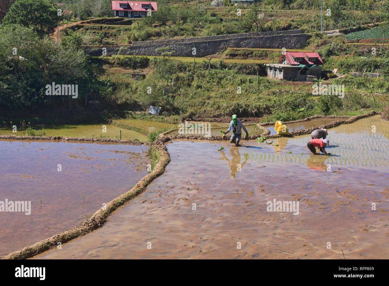 Rice farming in Fidelisan village, Sagada, Mountain Province ...