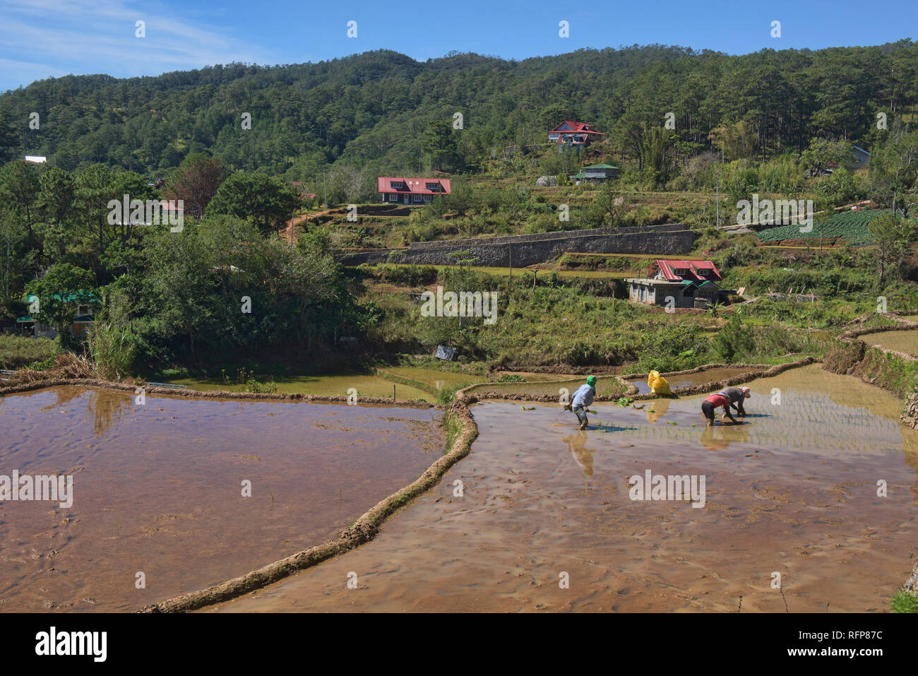 Rice farming in Fidelisan village, Sagada, Mountain Province ...