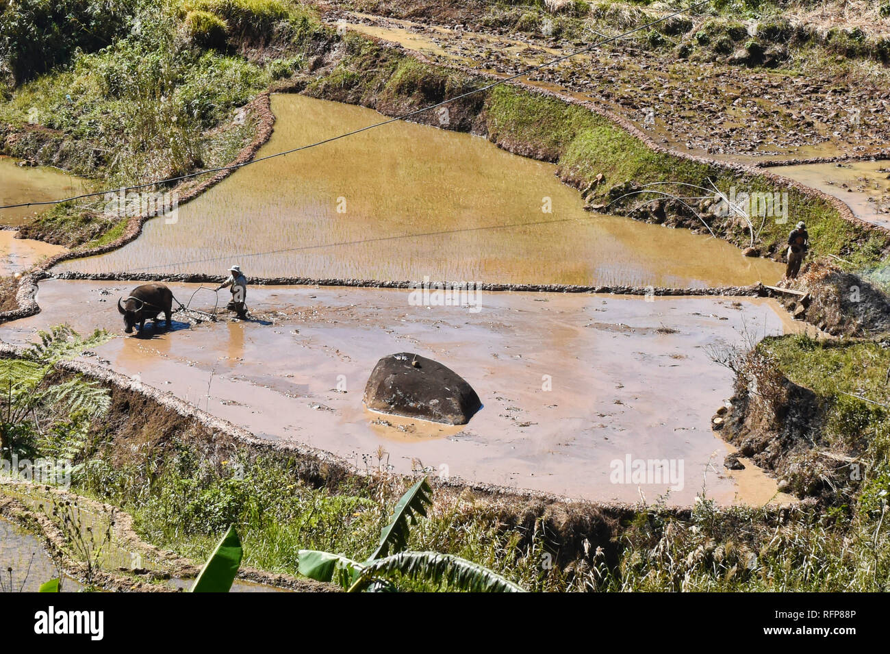 Rice farming in Fidelisan village, Sagada, Mountain Province ...