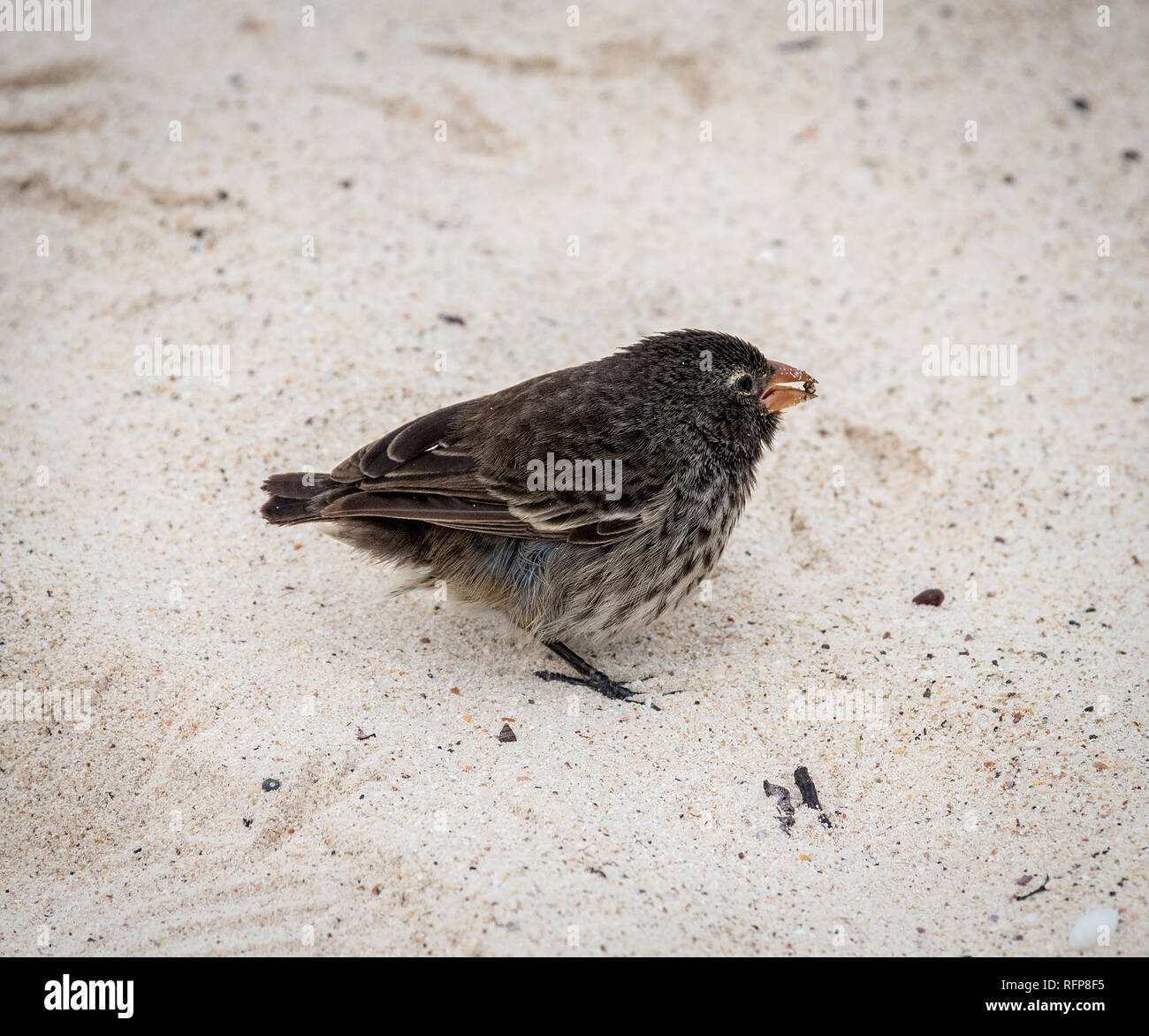 Paradise finch hi-res stock photography and images - Alamy