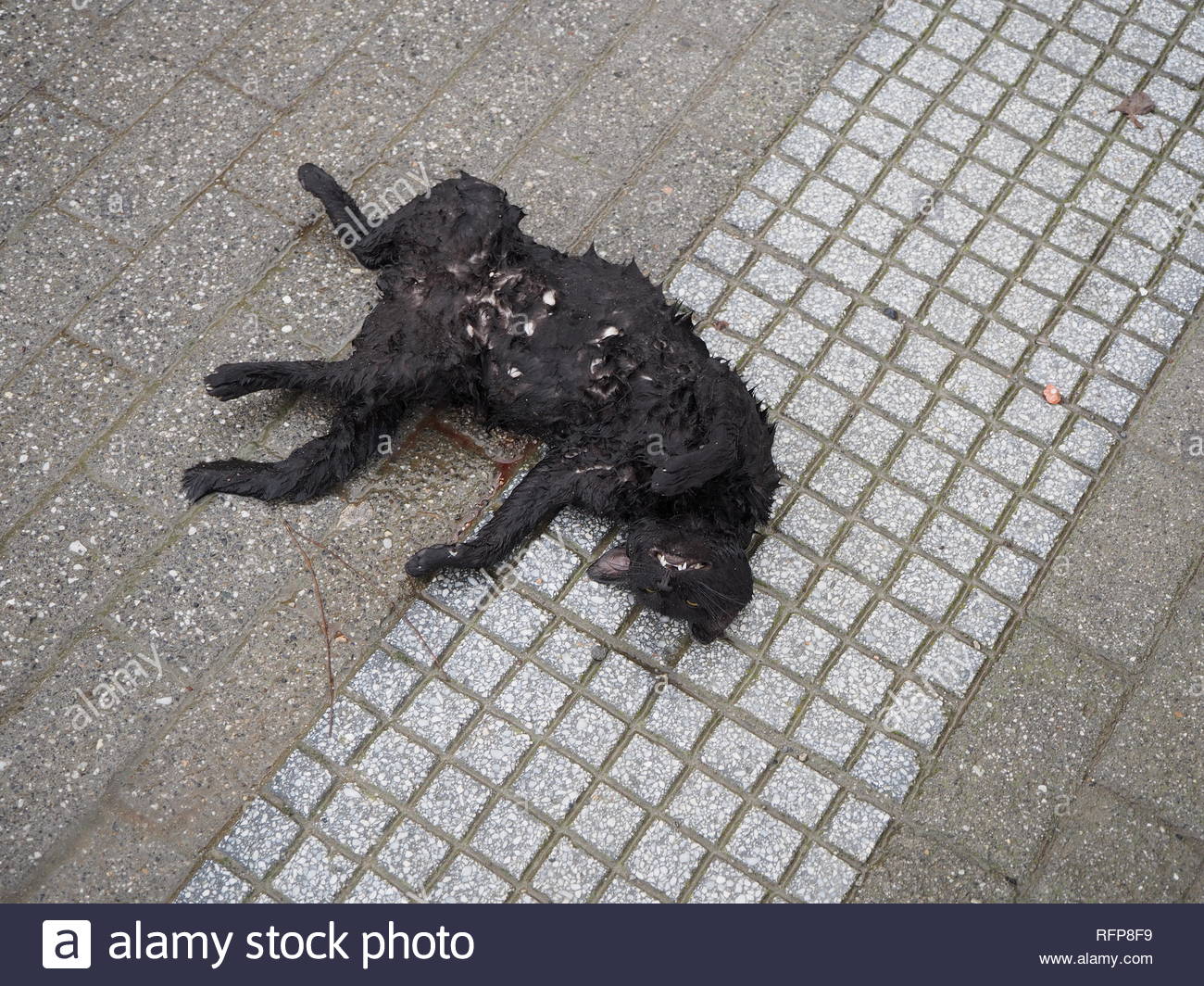 Dead Kitten Stock Photos & Dead Kitten Stock Images - Alamy
