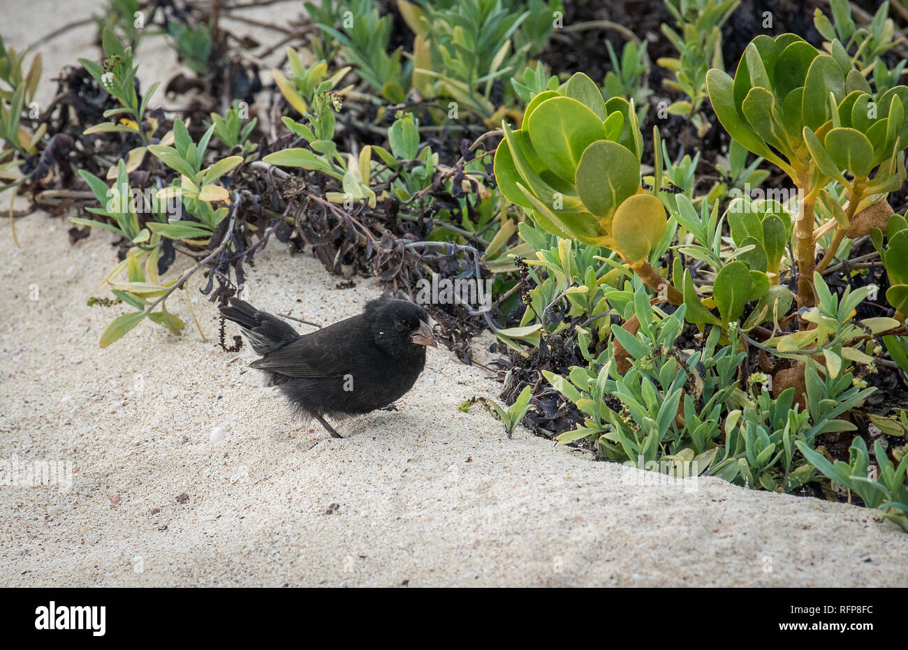 Paradise finch hi-res stock photography and images - Alamy