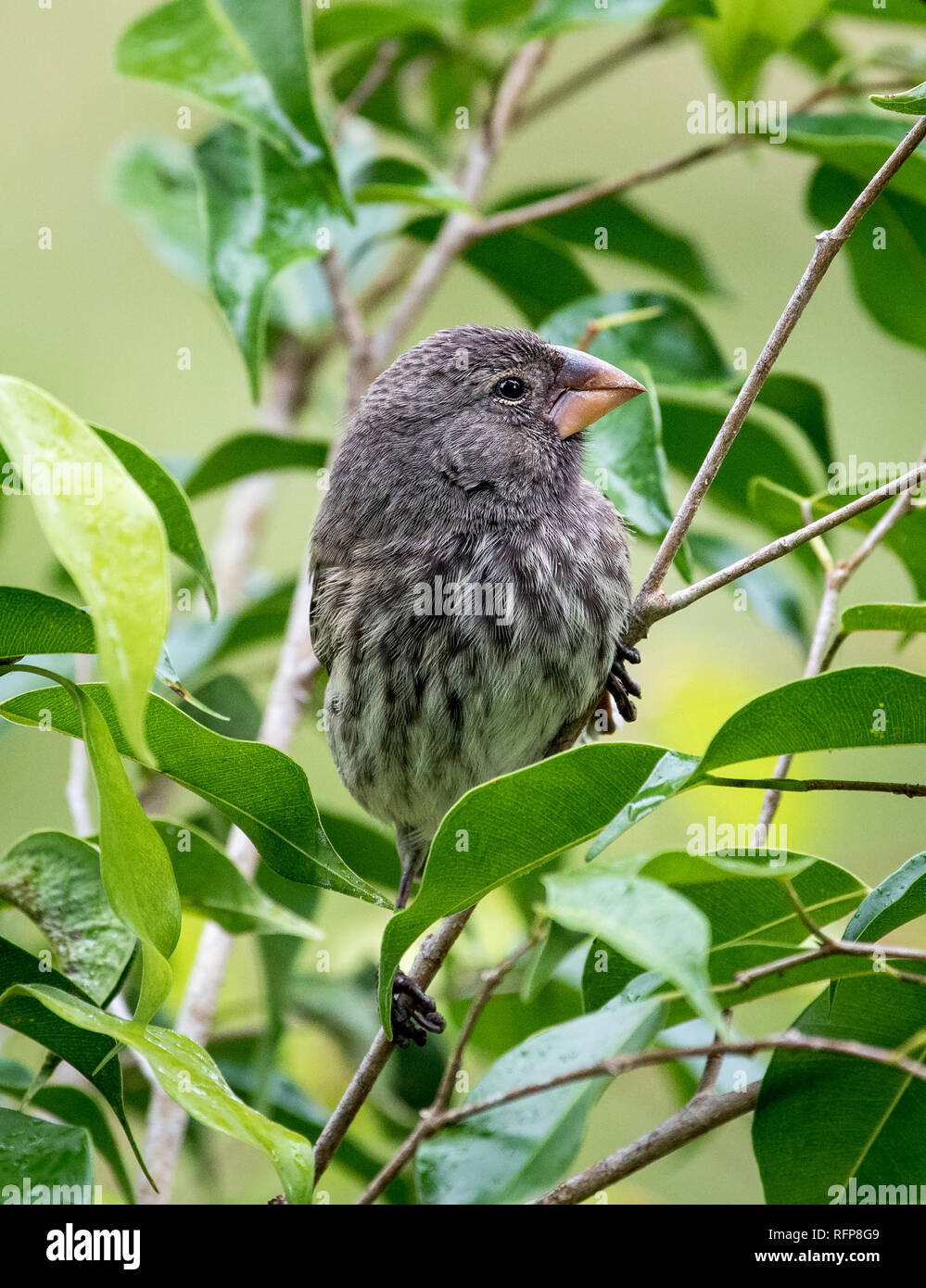 Paradise finch hi-res stock photography and images - Alamy