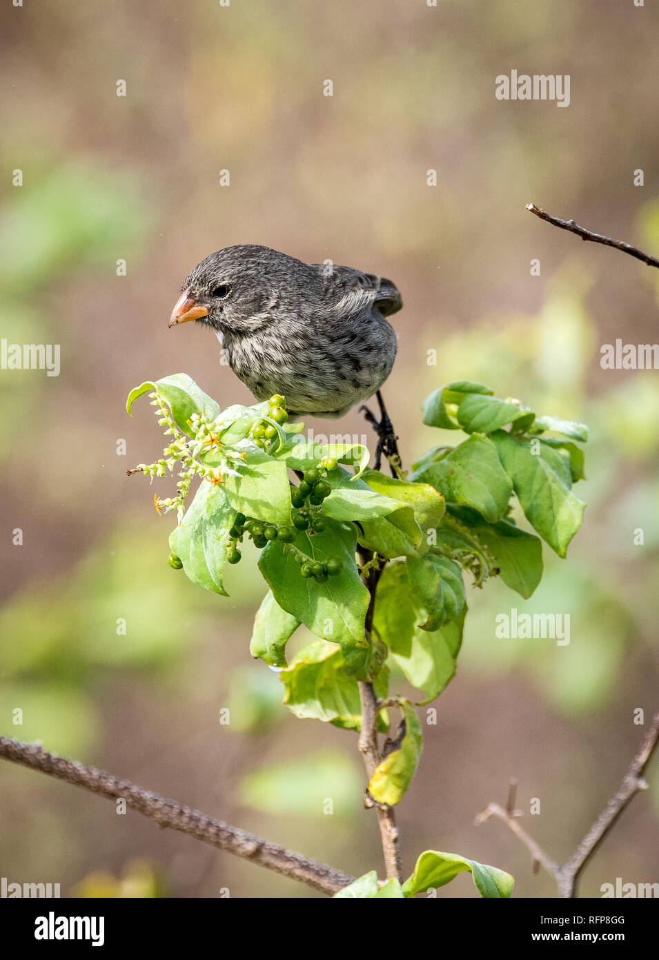 Paradise finch hi-res stock photography and images - Alamy