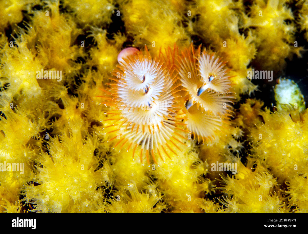 Spirobranchus giganteus,Christmas tree worms Stock Photo - Alamy