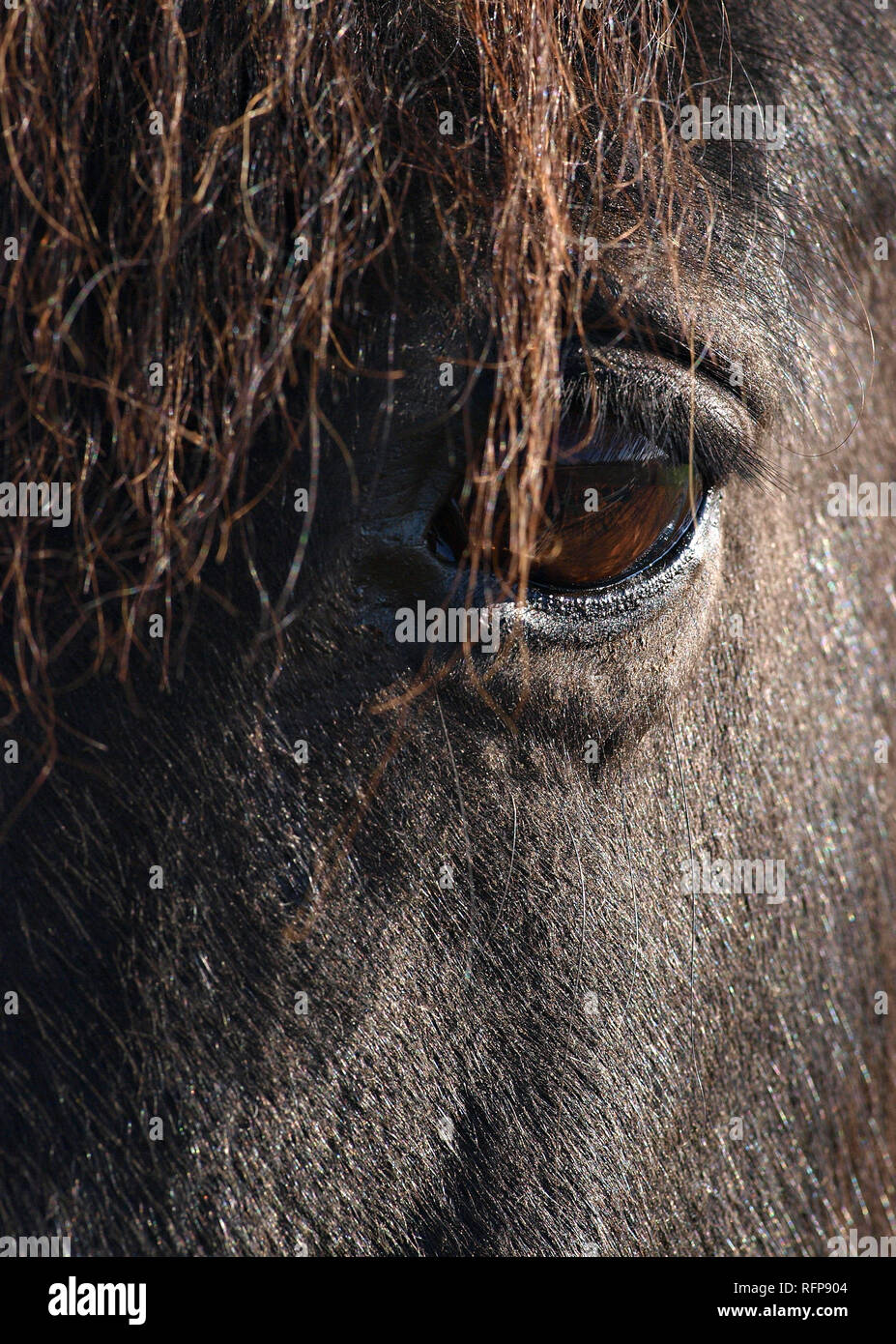A close up shot of the eye and side of the face of a black horse Stock ...