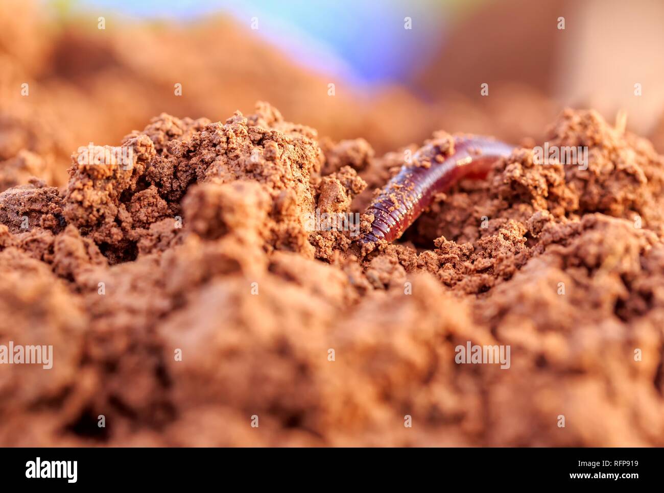 Closeup macro photo of an earthworm in fertile soil on a warm summer ...