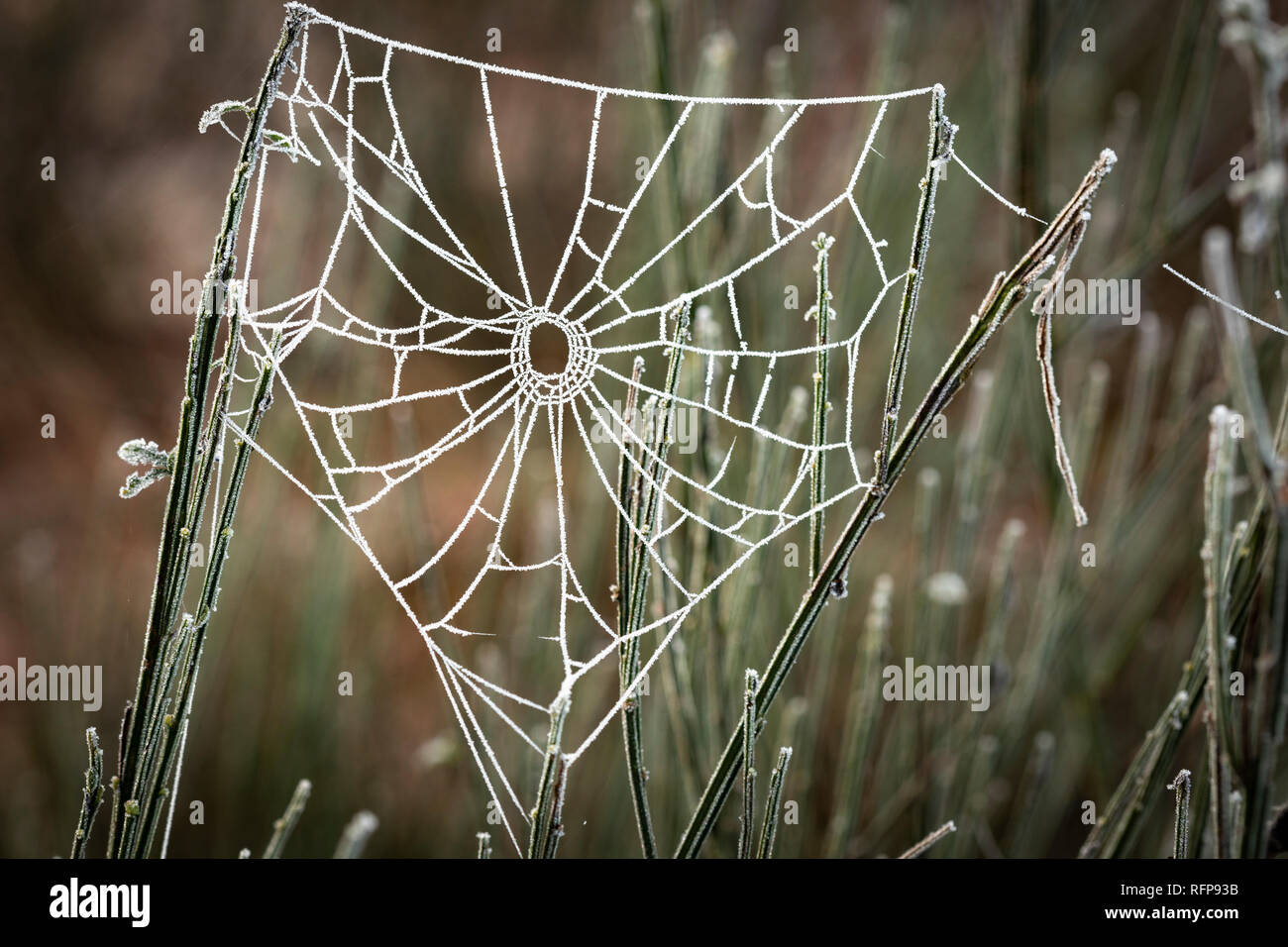 Frosted web in Abernethy Caledonian forest in the Cairngoms National ...