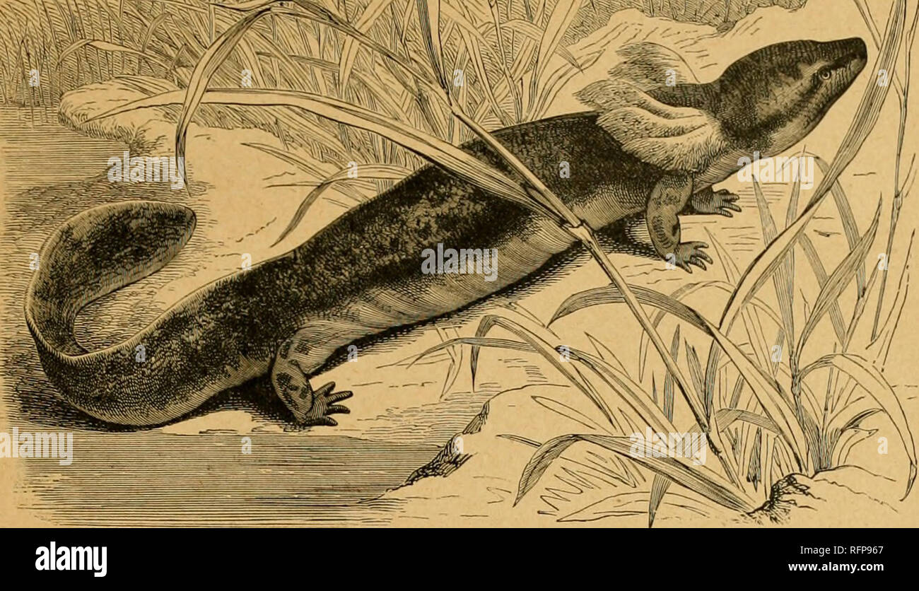 . Cassell's natural history. Animals; Animal behavior. THE AMPHIUMA ...