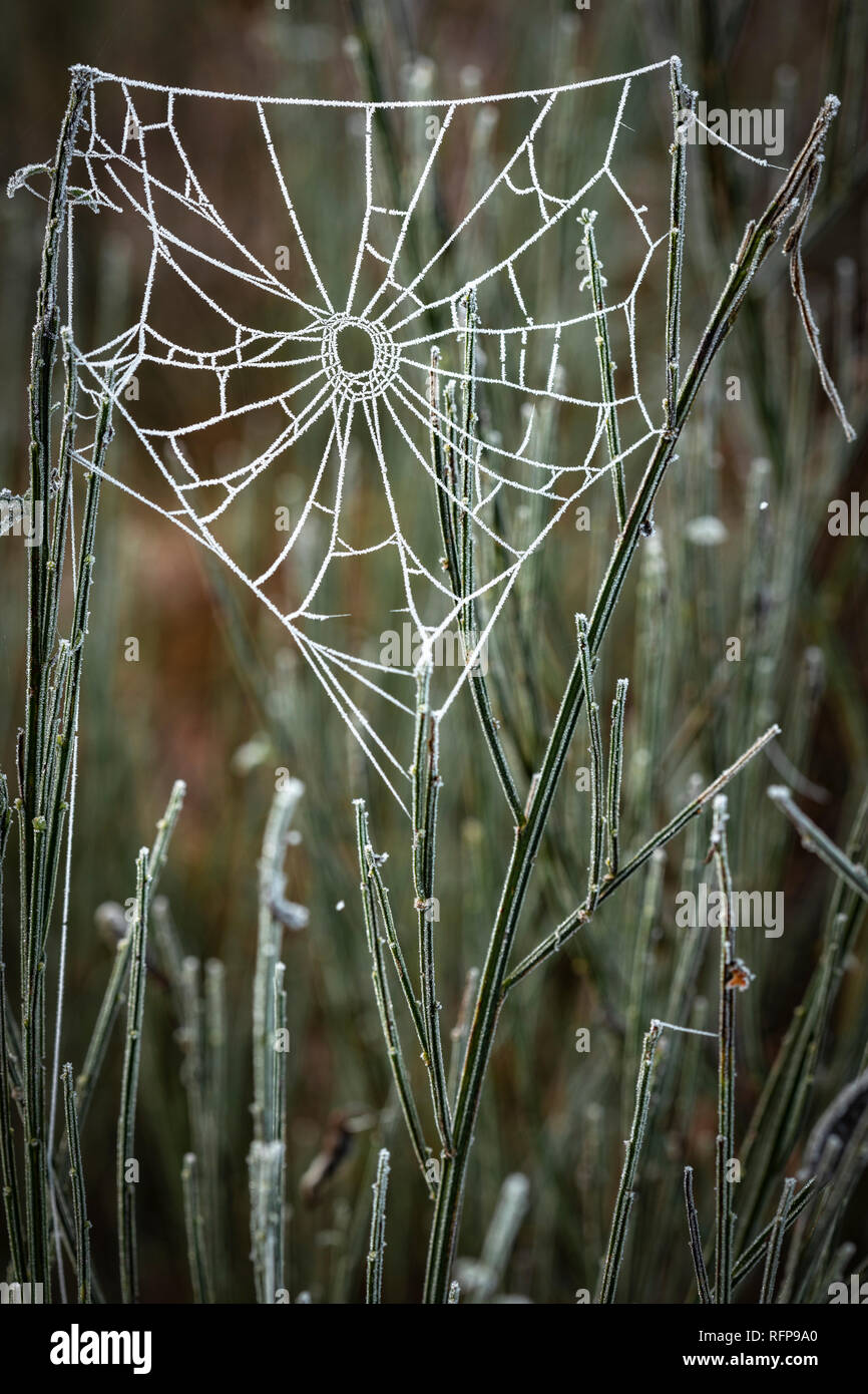 Frosted web in Abernethy Caledonian forest in the Cairngoms National ...