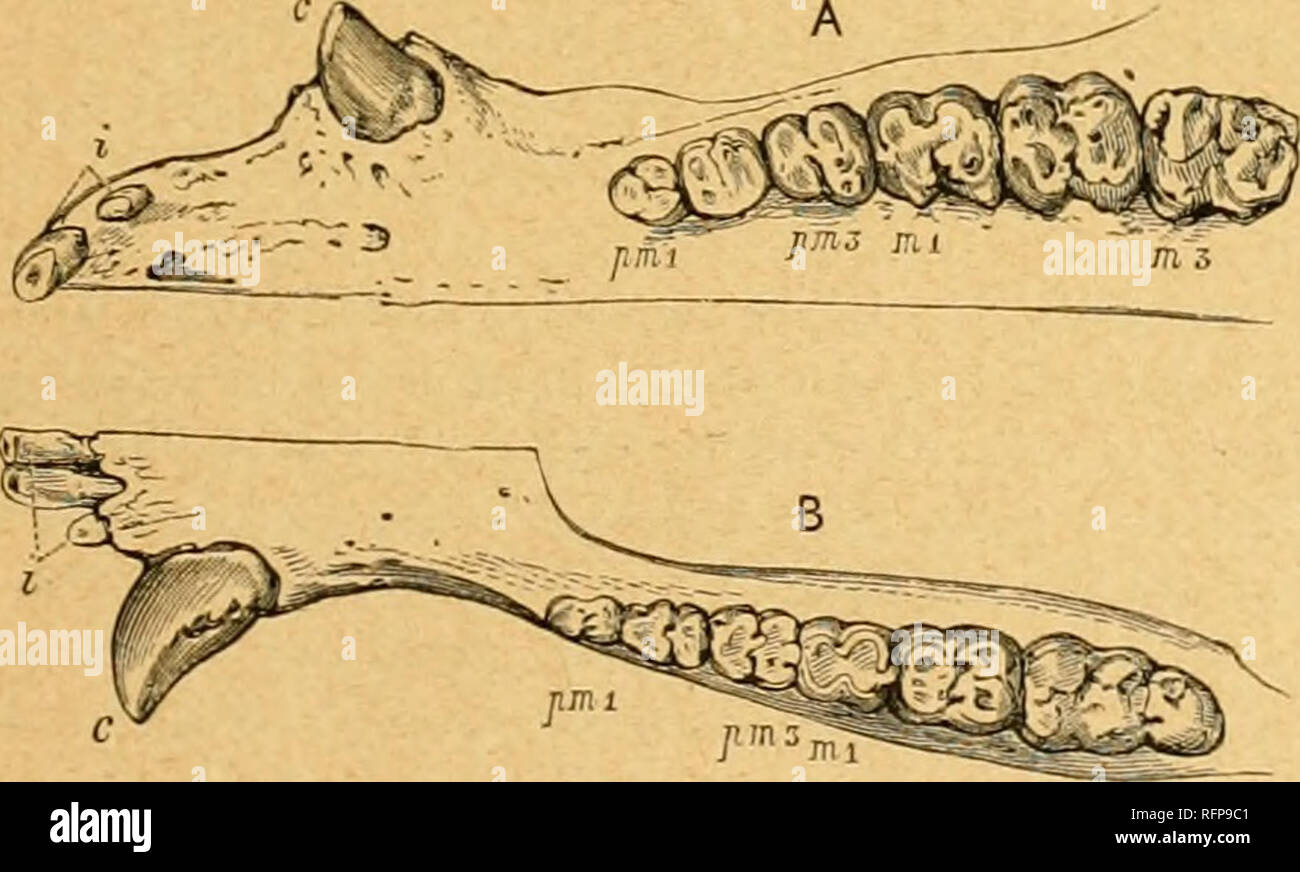 Giraffe Teeth Diagram