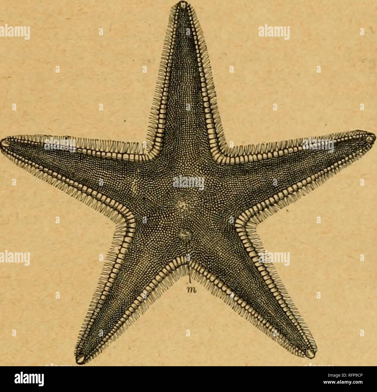 Echinoderms Characteristics