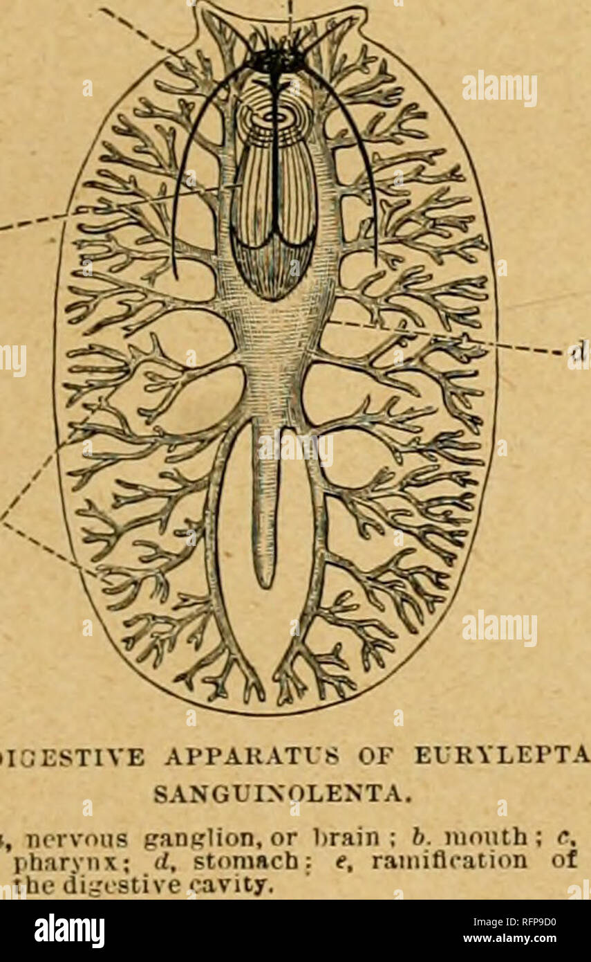 Mollusca Nervous System