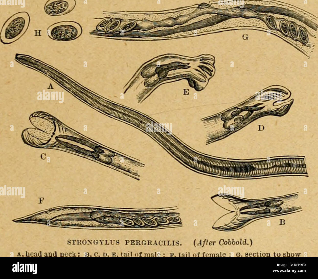 Truncated tail hi-res stock photography and images - Alamy