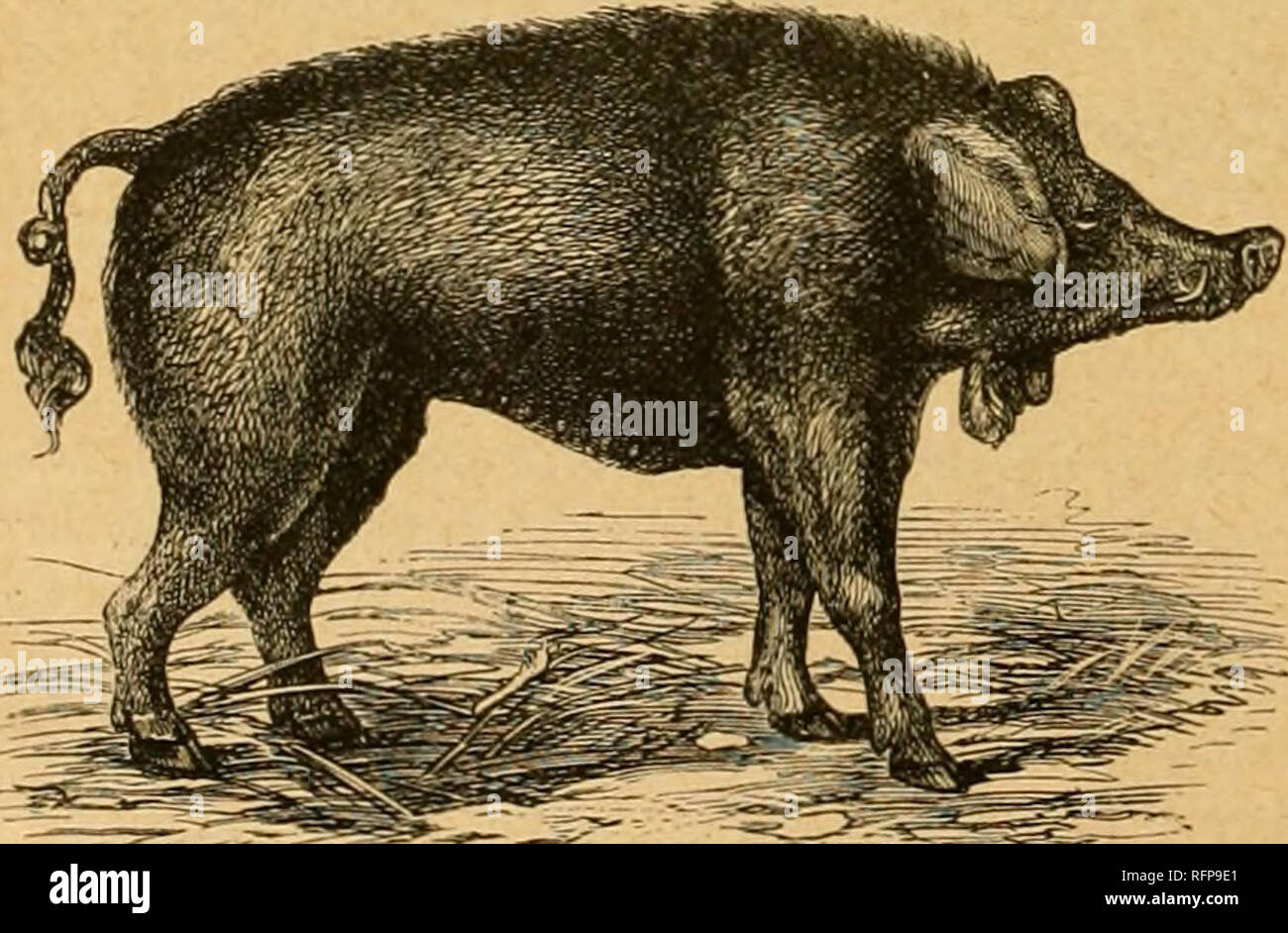 . Cassell's natural history. Animals; Animal behavior. MIIK DEMI. such ...